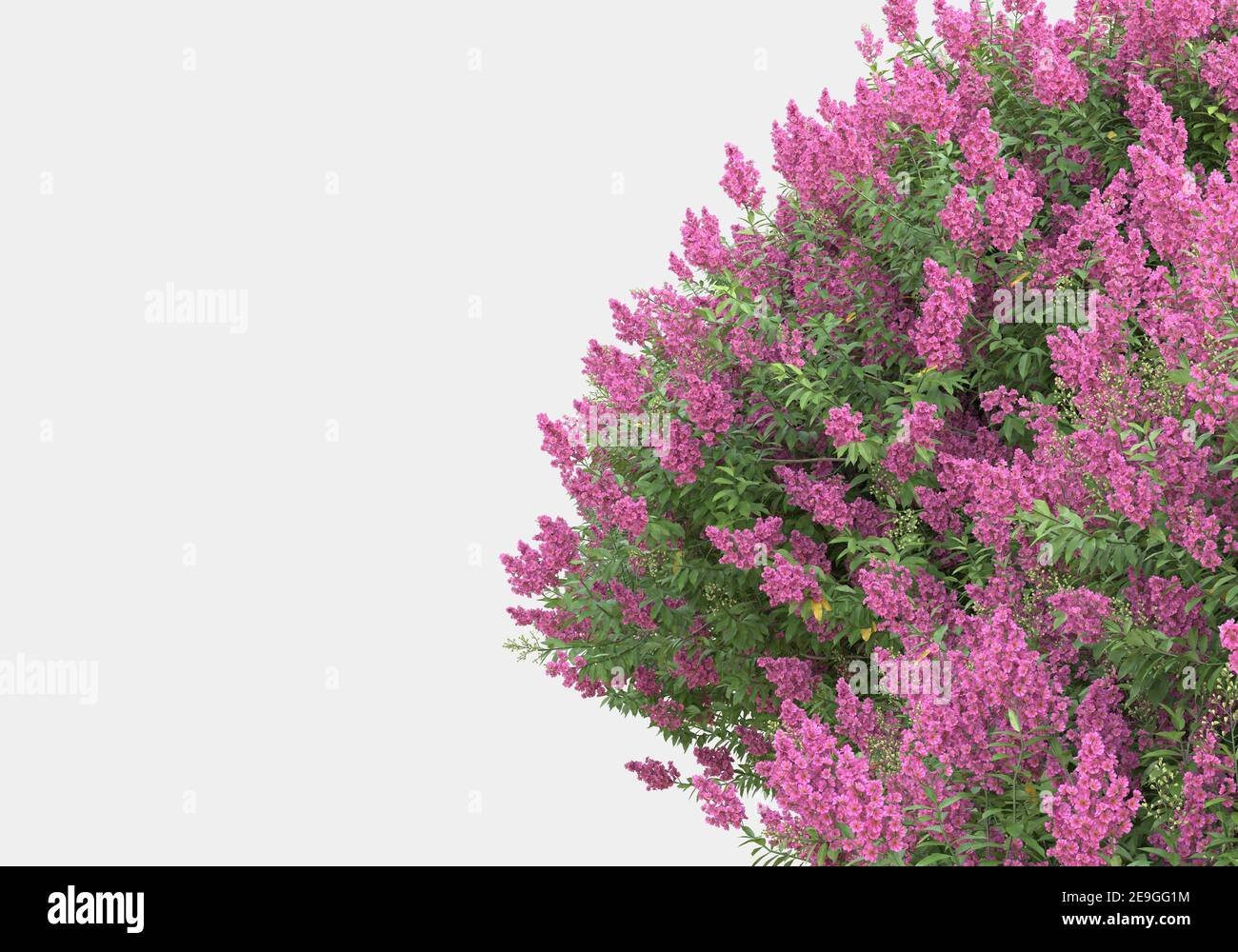 Wild bush with flowers isolated on grey background. 3d rendering ...