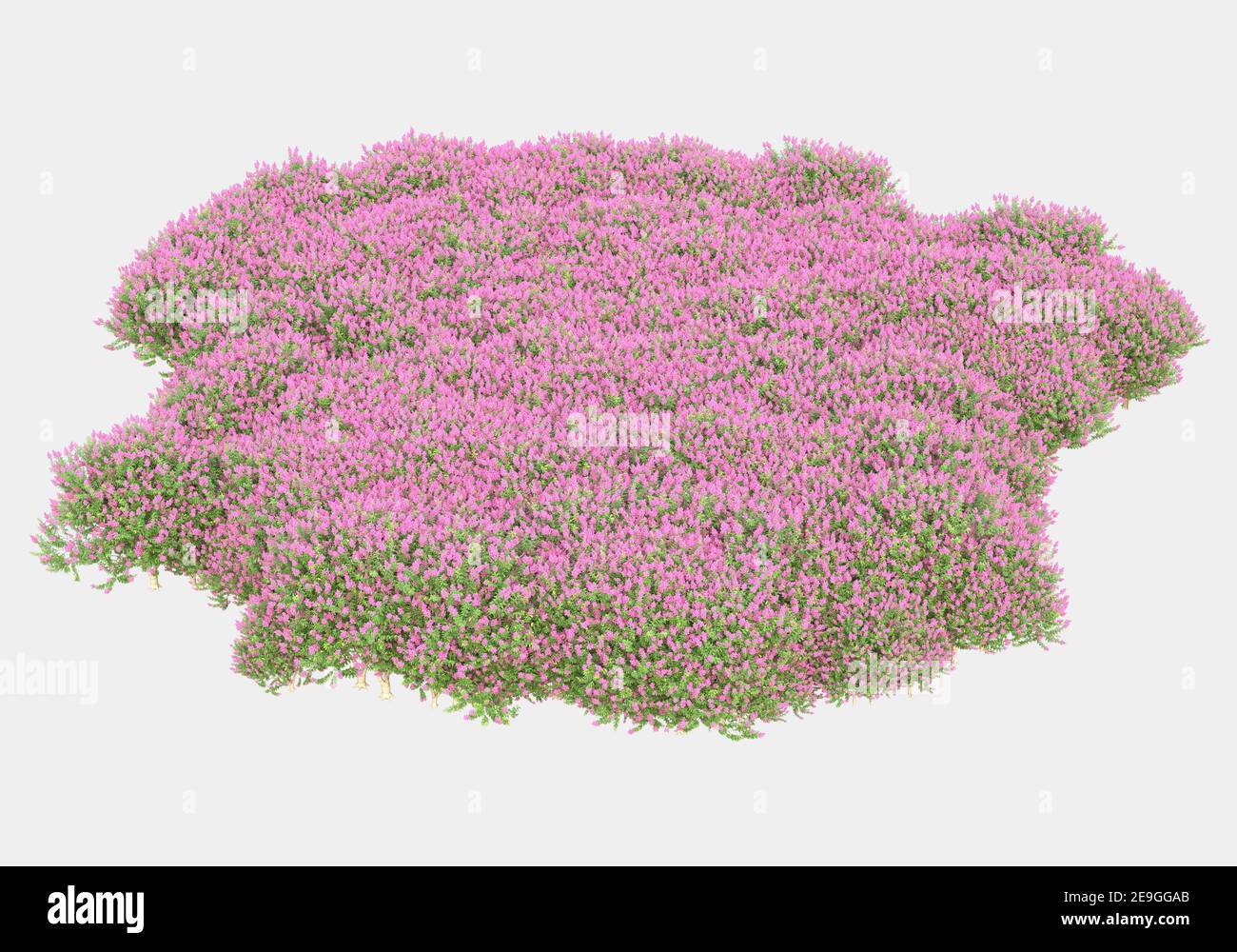 Wild bush with flowers isolated on grey background. 3d rendering ...