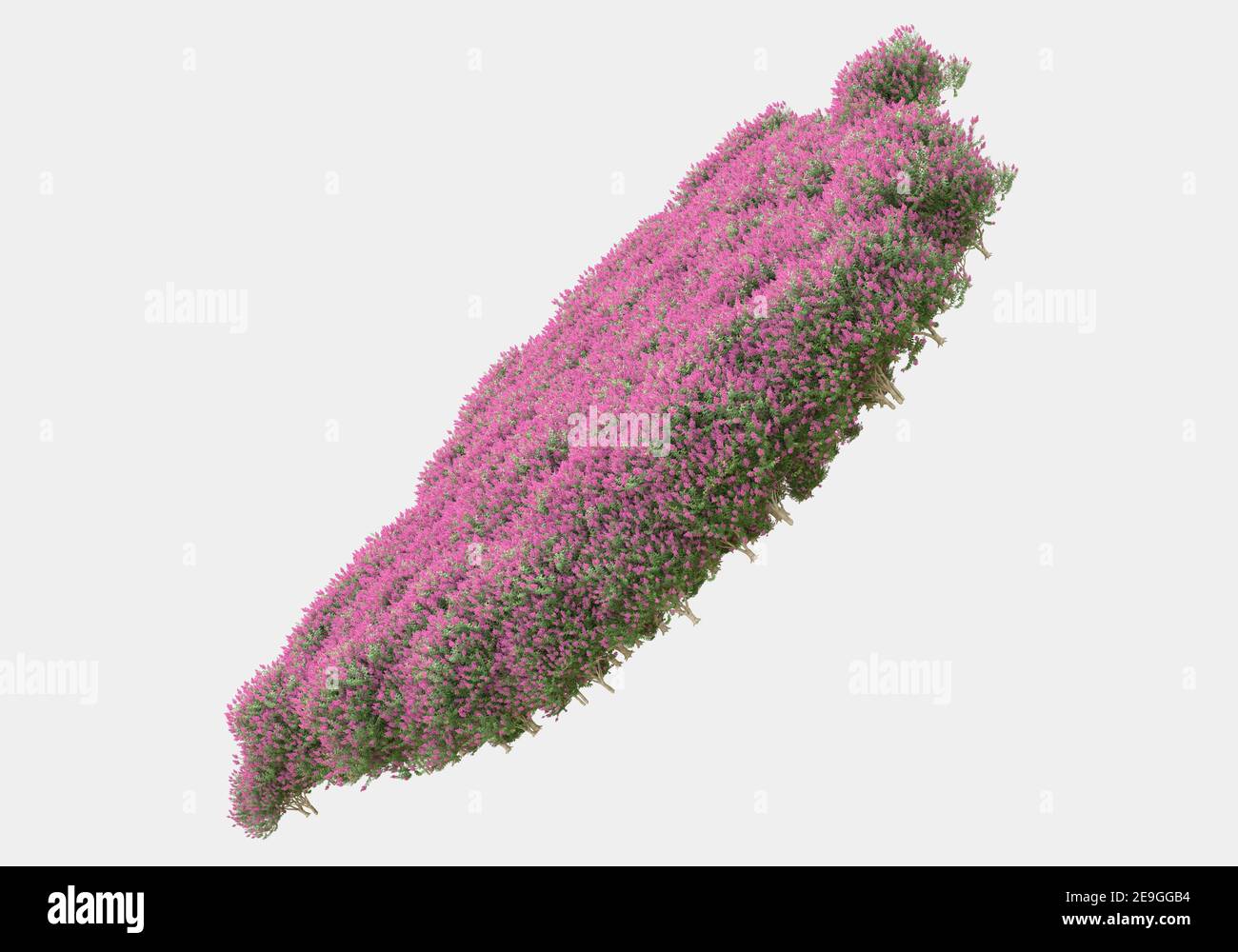 Wild bush with flowers isolated on grey background. 3d rendering ...