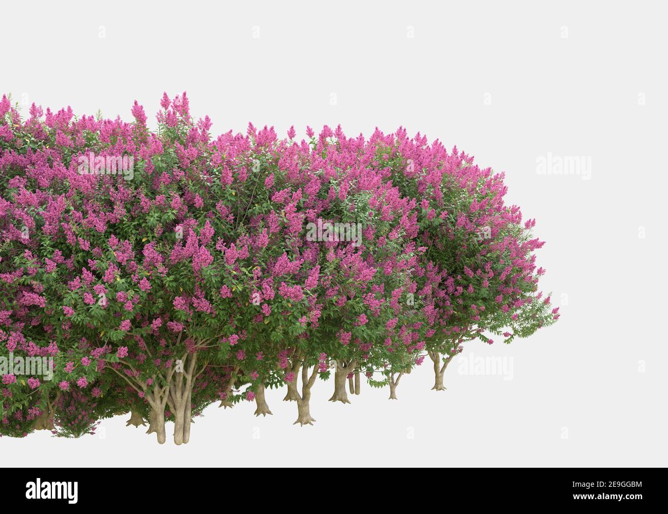 Wild bush with flowers isolated on grey background. 3d rendering ...