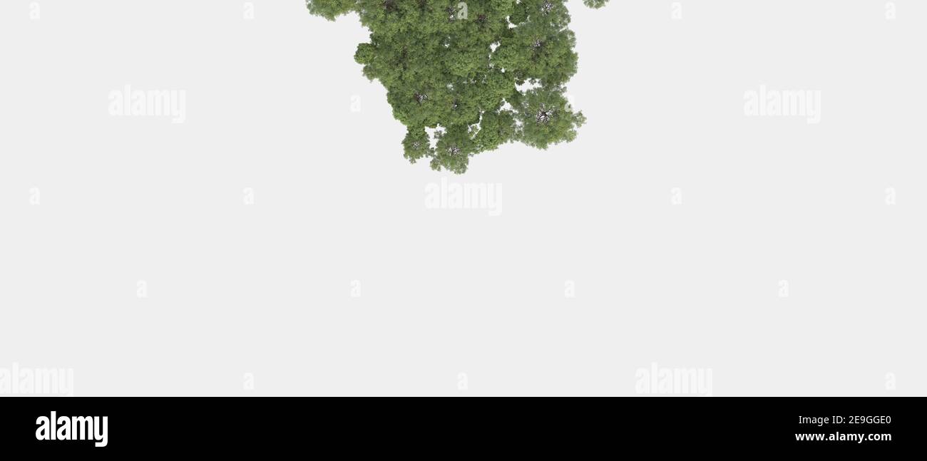 Wild bush with flowers isolated on grey background. 3d rendering ...