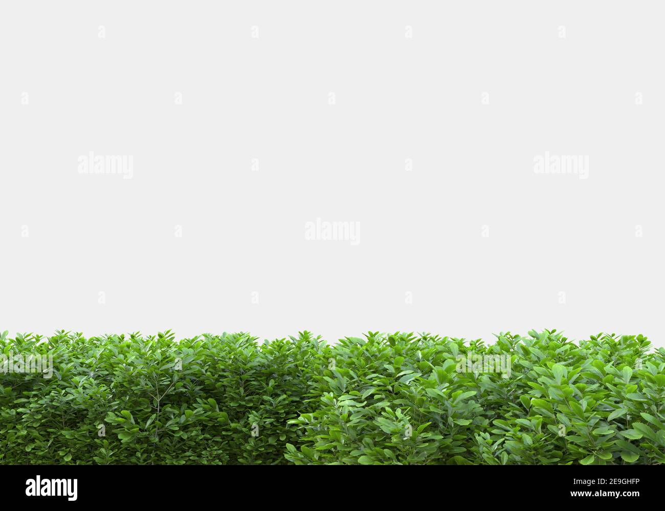 Field of wild grass from mountain isolated on background with mask. 3d ...