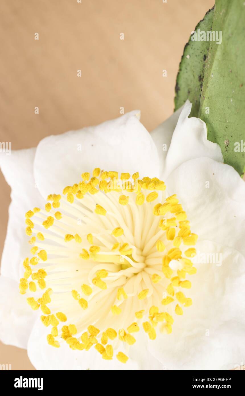 Grow bu hi-res stock photography and images - Alamy