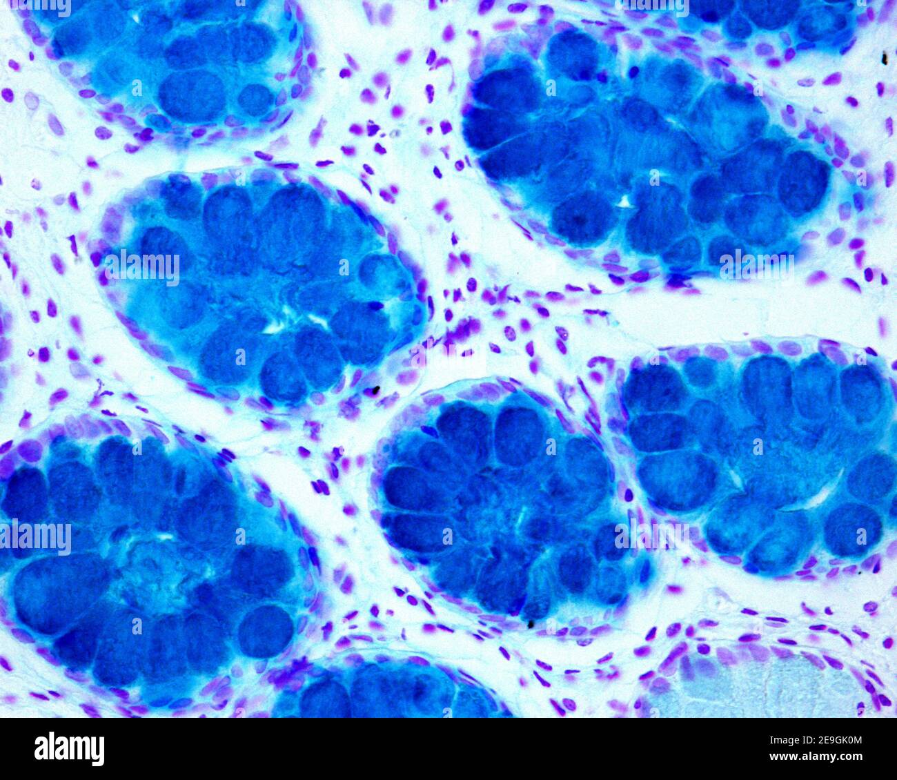 Goblet cells tract micrograph hi-res stock photography and images - Alamy