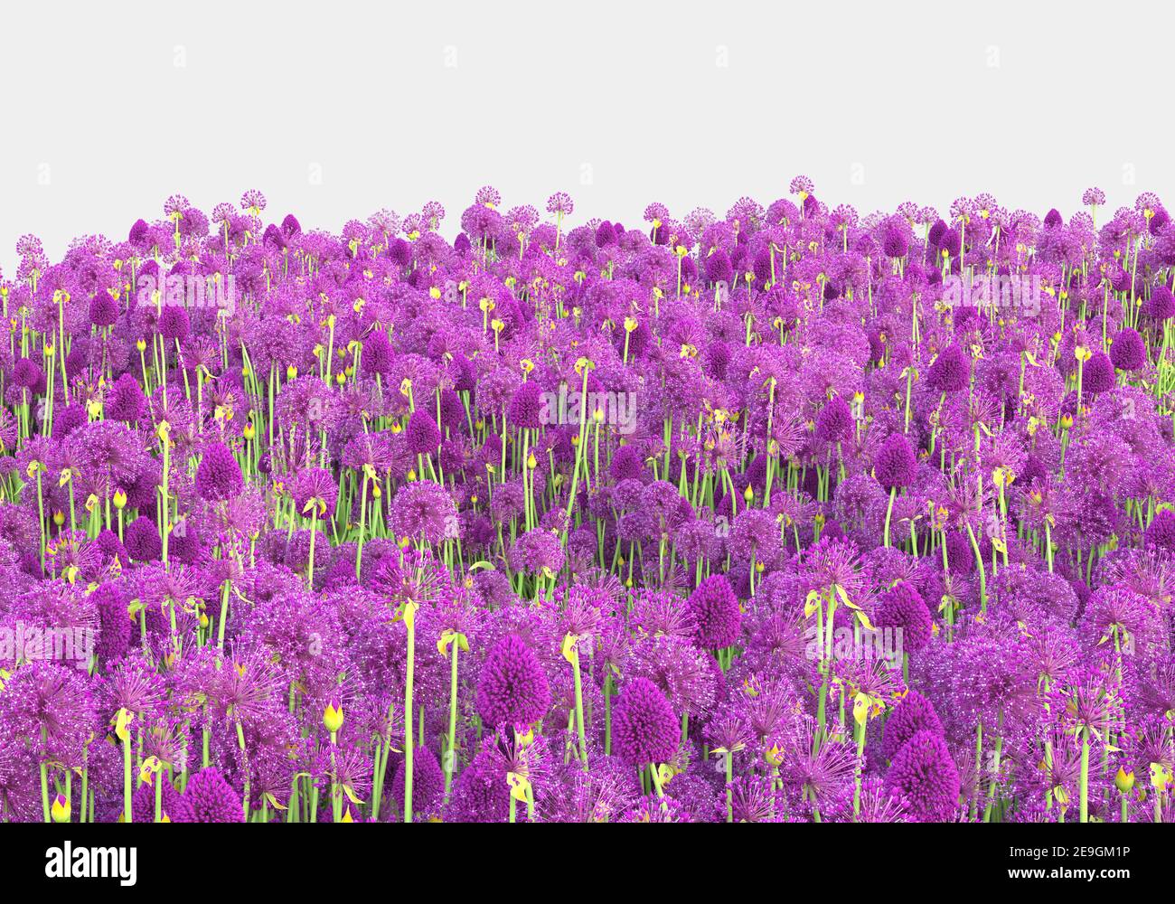 Field of medicinal herbs isolated on white and black background for ...
