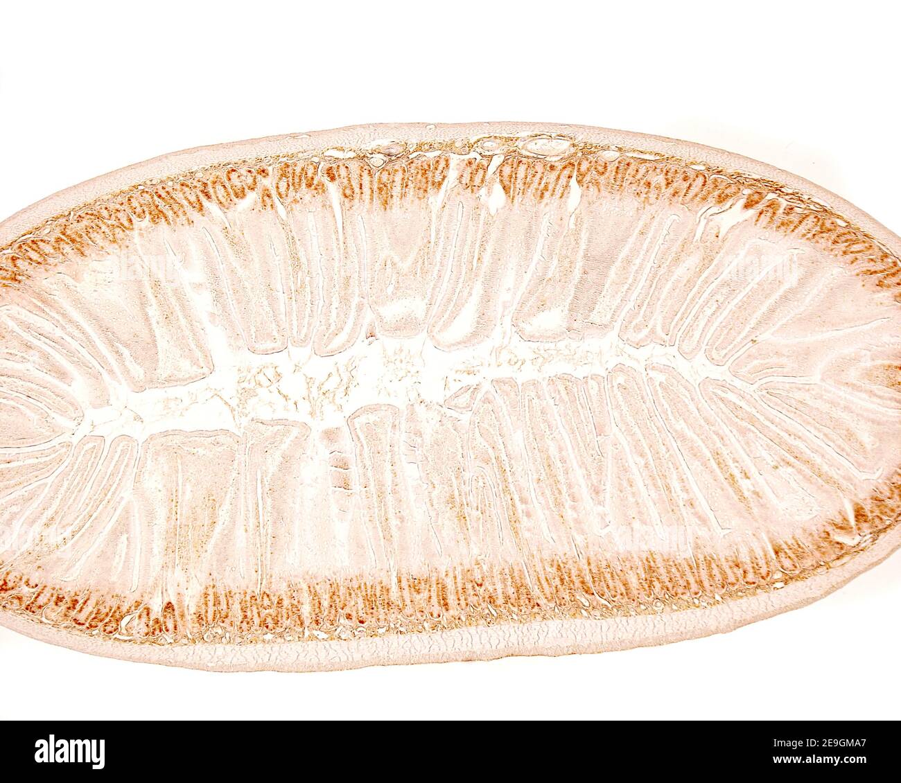 Small intestine. The stem cells located at the bottom of the Lieberkühn ...