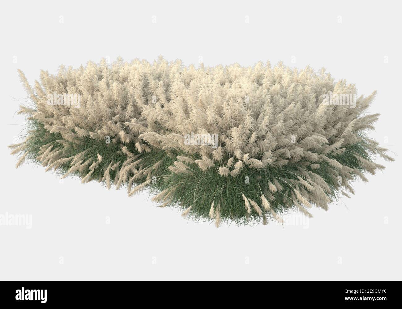 Field of wild grass from mountain isolated on background with mask. 3d ...