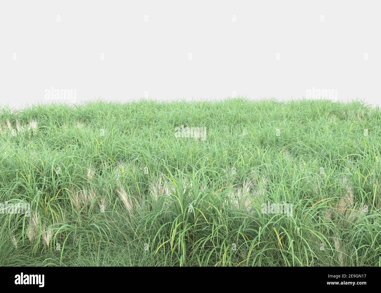 Field of wild grass from mountain isolated on background with mask. 3d ...