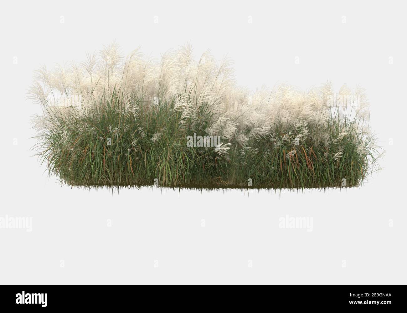 Field of wild grass from mountain isolated on background with mask. 3d ...