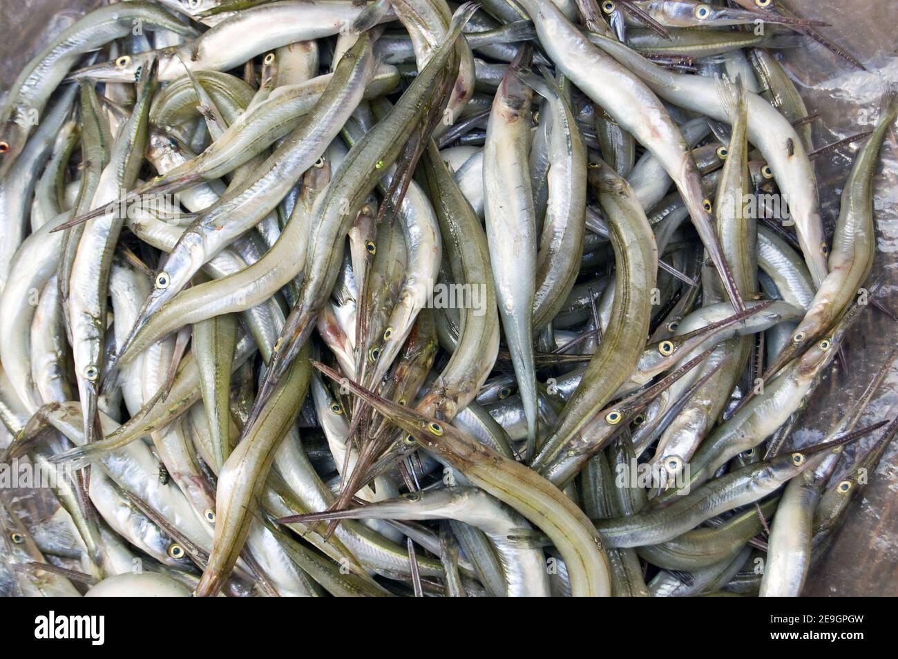 Xenentodon cancila hi-res stock photography and images - Alamy