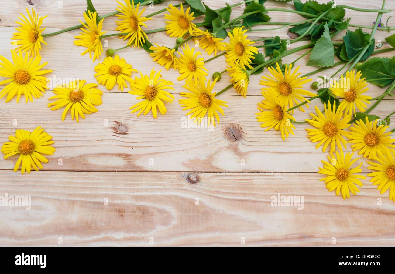 yellow spring flowers are laid out on a wooden background. Top view ...