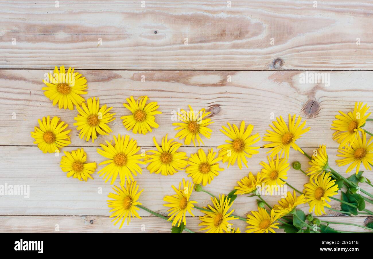 yellow spring flowers are laid out on a wooden background. Top view ...