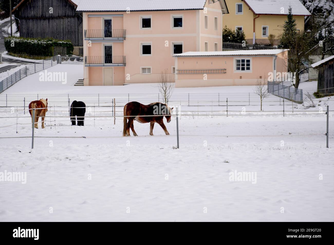 Beautiful view of ponies in the paddock during winter Stock Photo - Alamy