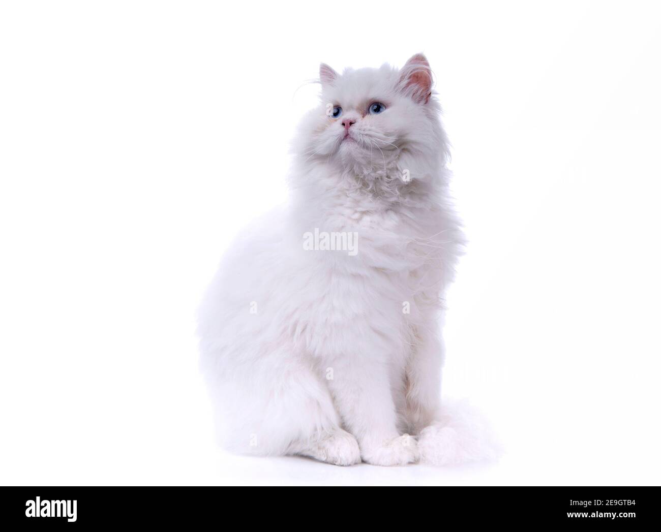 white cat isolated on white background Stock Photo - Alamy