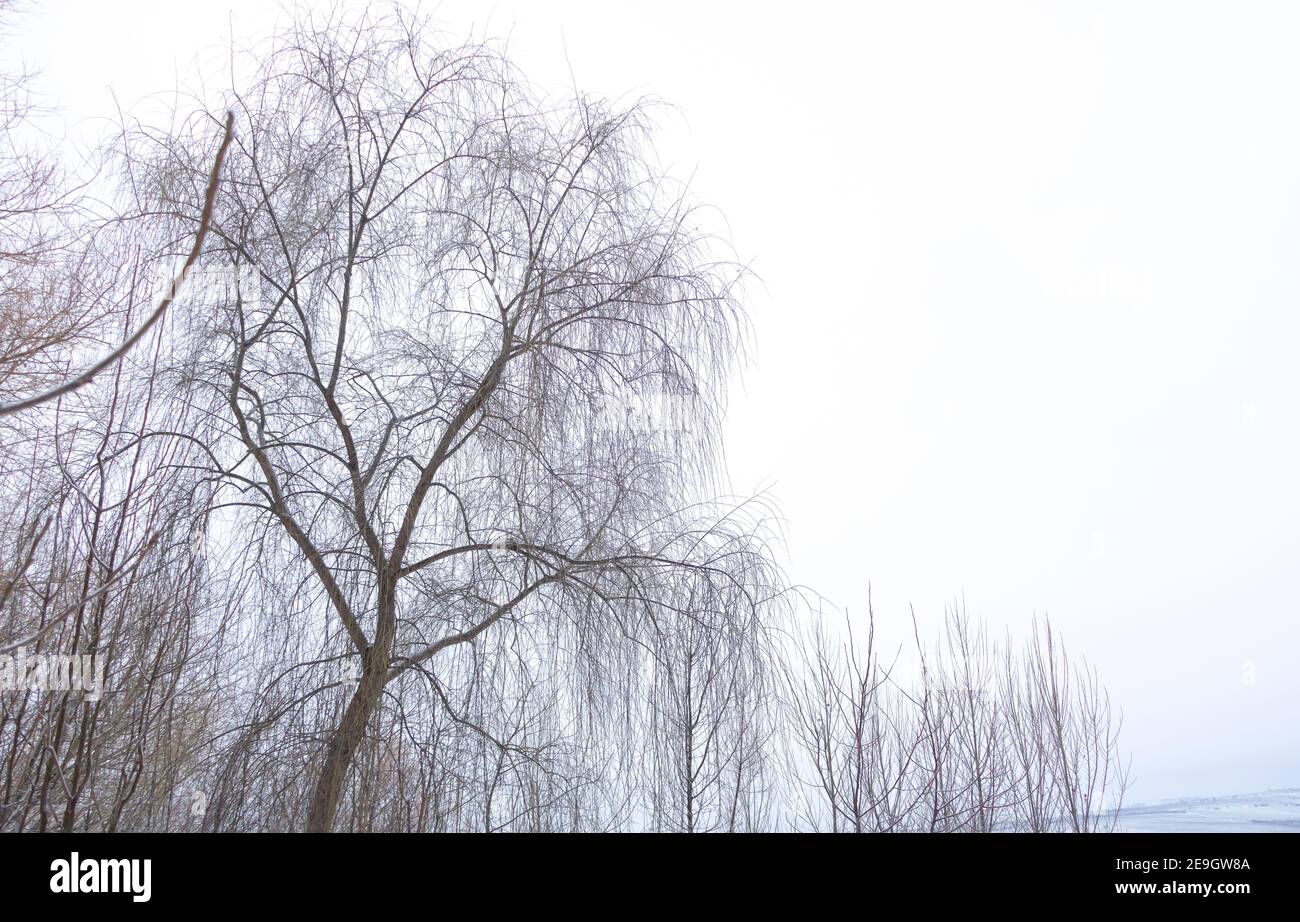 Lonely willow in park winter hi-res stock photography and images - Alamy