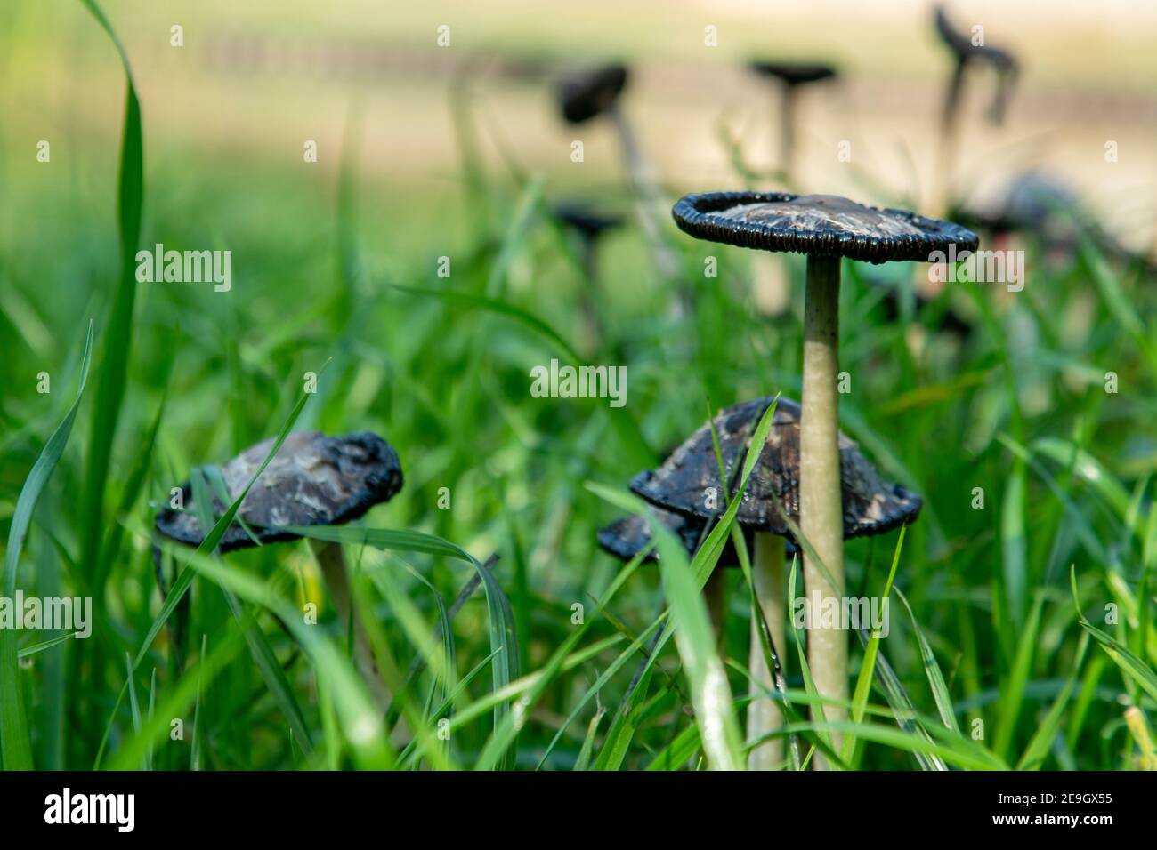 Black toadstools in the grass. Ink Cap Mushroom growing in grass field ...