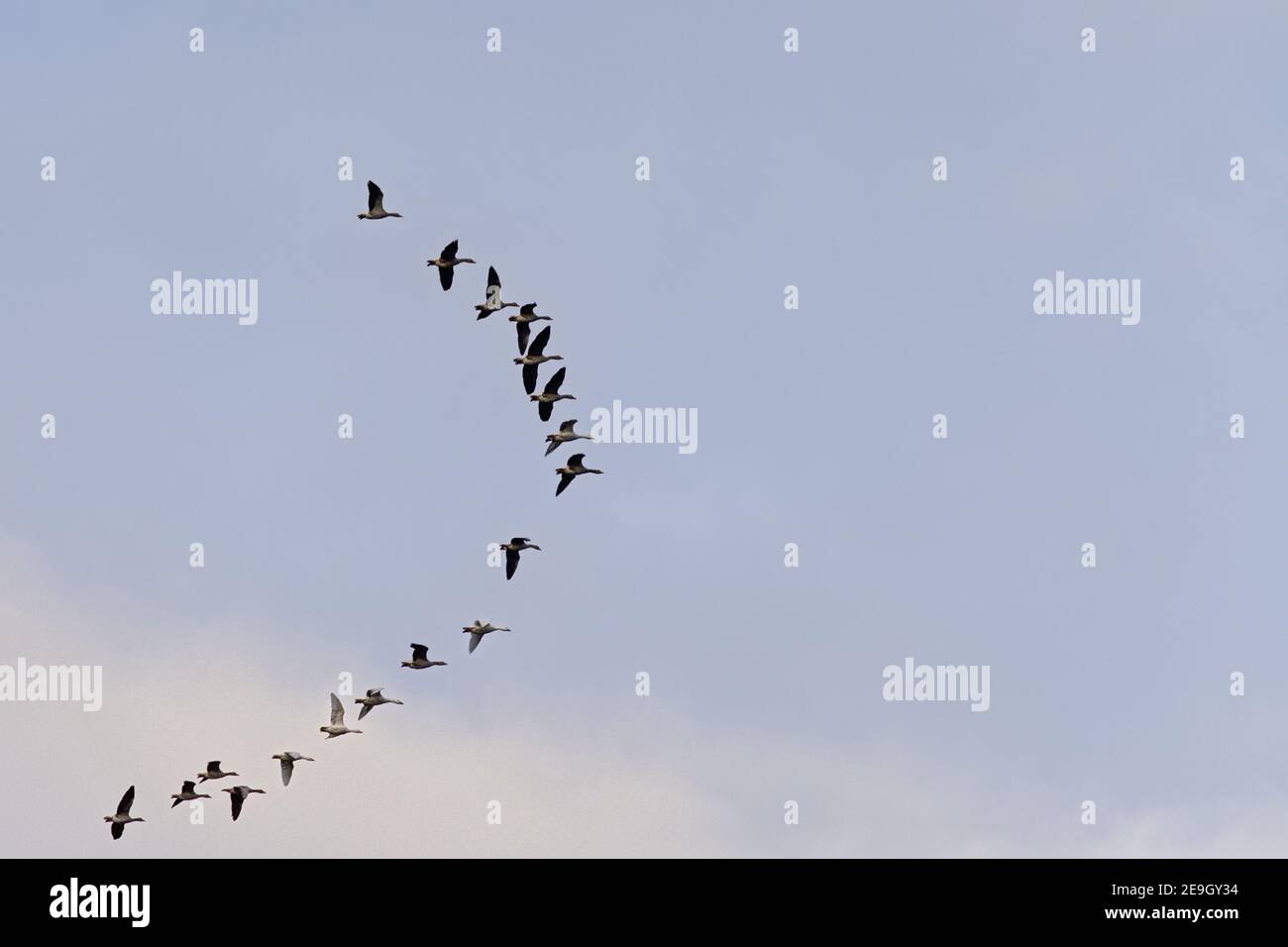 Flying geese in vee formation hi-res stock photography and images - Alamy
