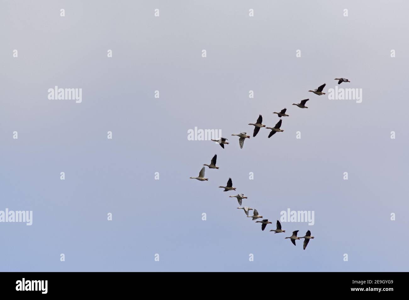 Flying geese in vee formation hi-res stock photography and images - Alamy