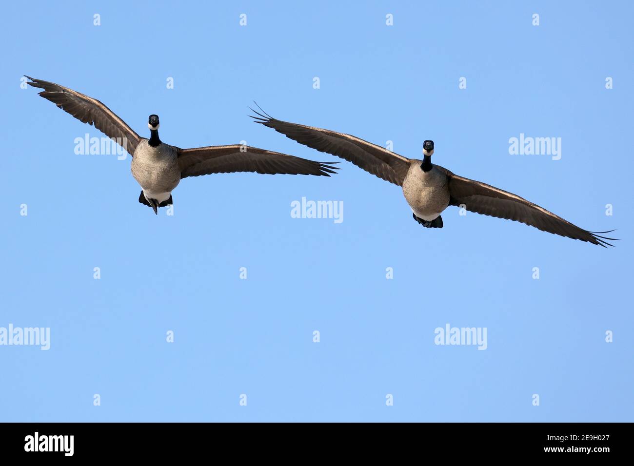 Canada geese flying night hi-res stock photography and images - Alamy
