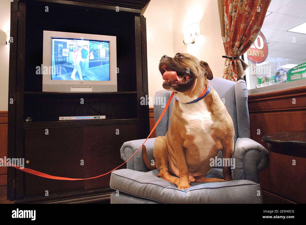 Domestic animals including dogs hi-res stock photography and images - Alamy