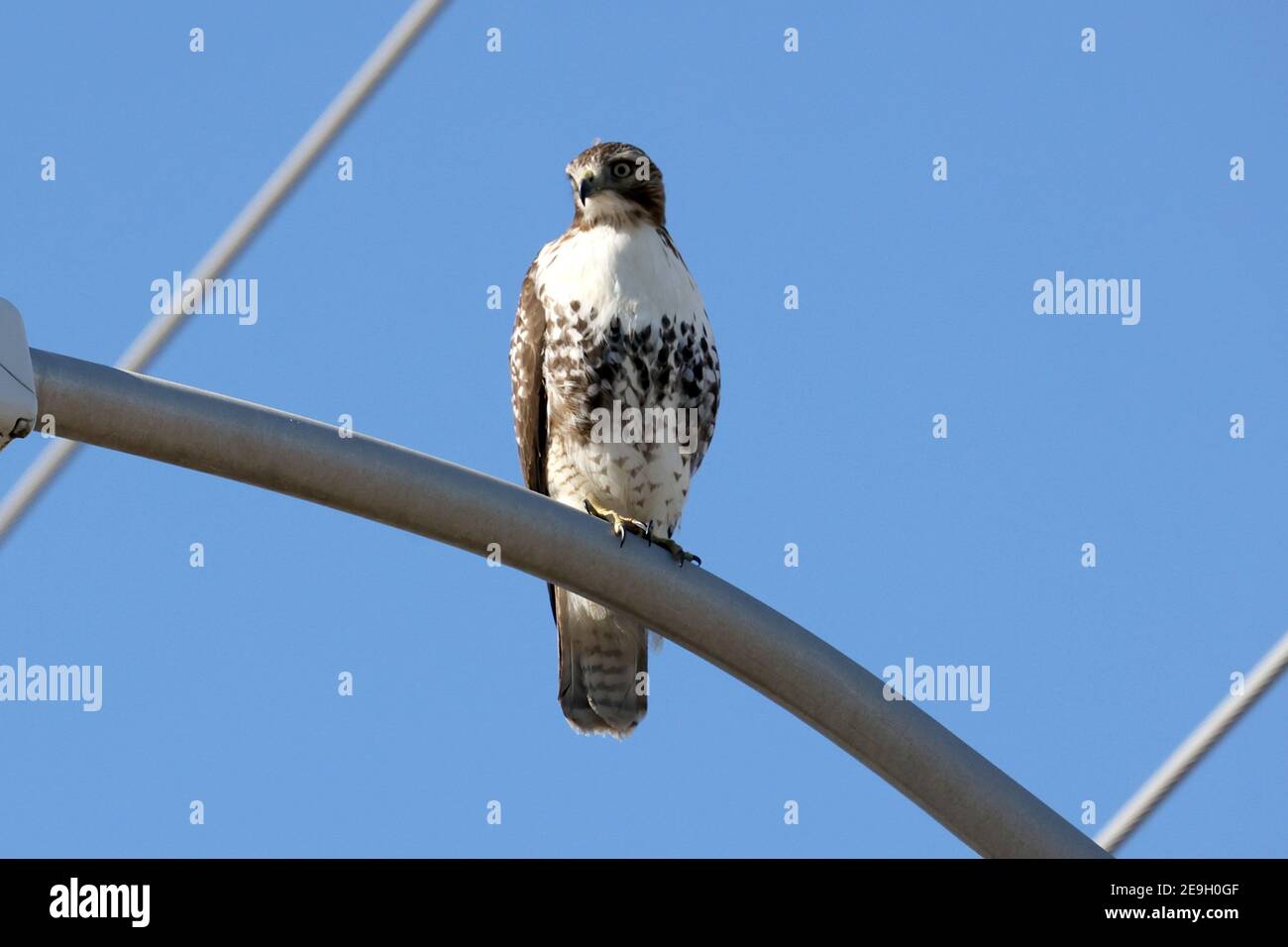Red Tailed hawks on winter afternoon Stock Photo - Alamy
