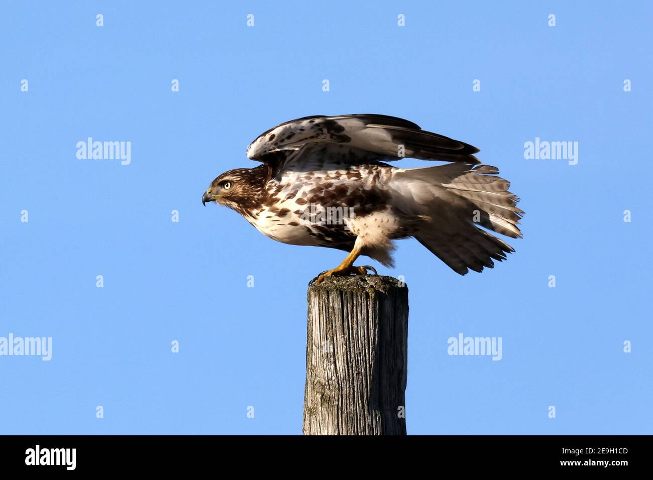 Red Tailed hawks on winter afternoon Stock Photo - Alamy