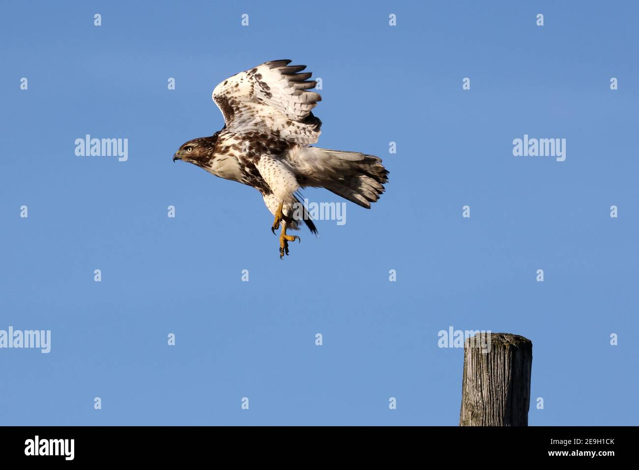 Red Tailed hawks on winter afternoon Stock Photo - Alamy