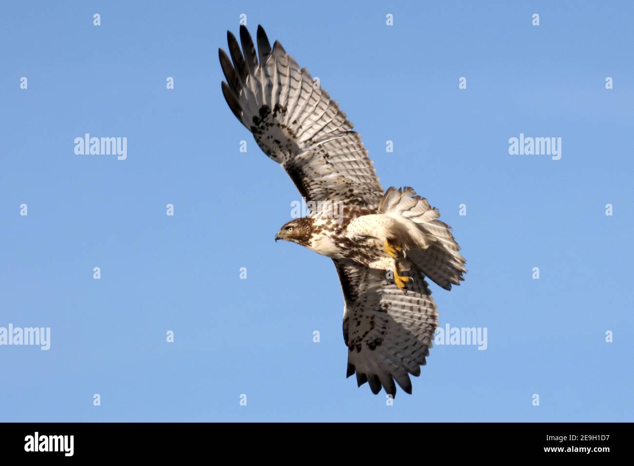 Red Tailed hawks on winter afternoon Stock Photo - Alamy