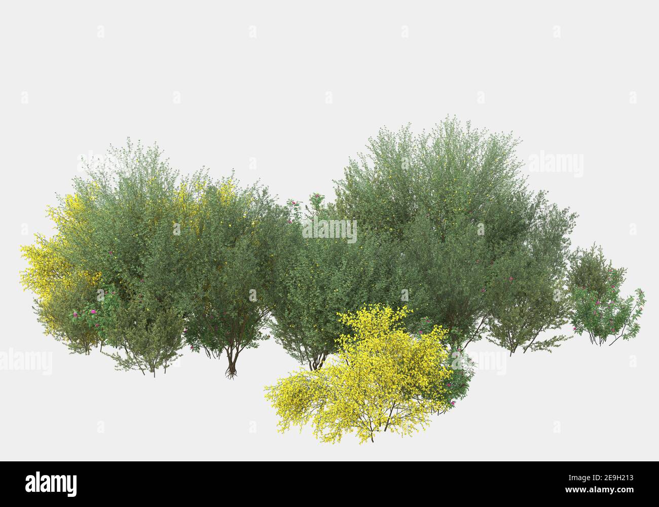 Decoration garden plants solated on grey background. 3d rendering ...