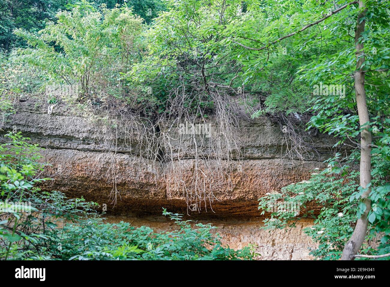 Dry branches hanging on limestone cliff. Forest trees and bushes. The ...