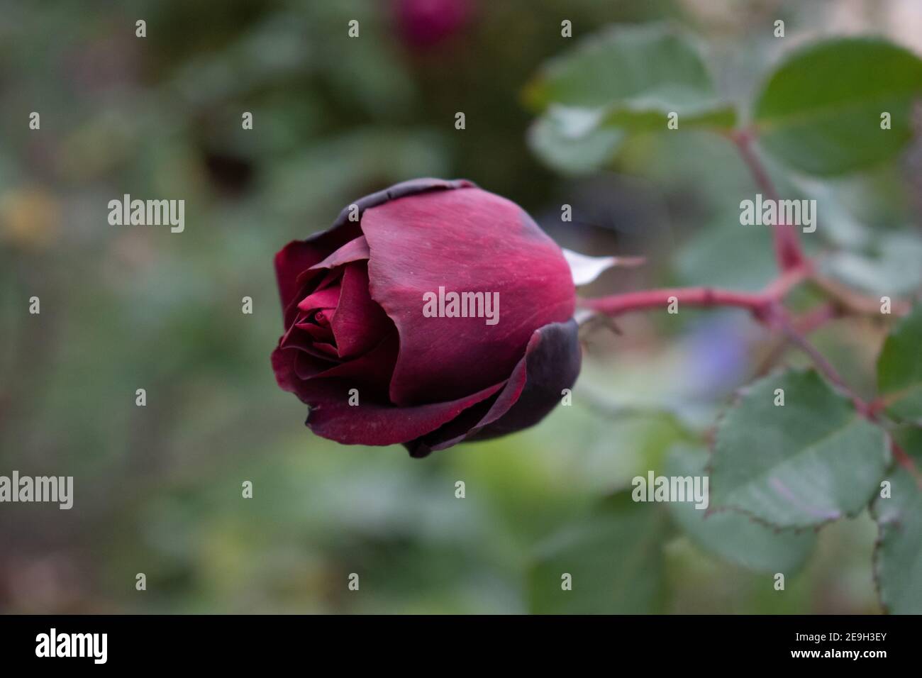 Beautiful Single Red Rose Bud Stock Photo - Alamy