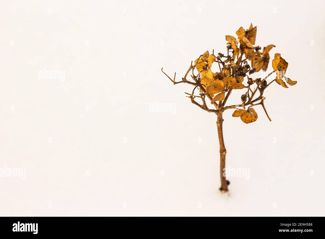 Dried branch and leaves isolated on white background Stock Photo - Alamy