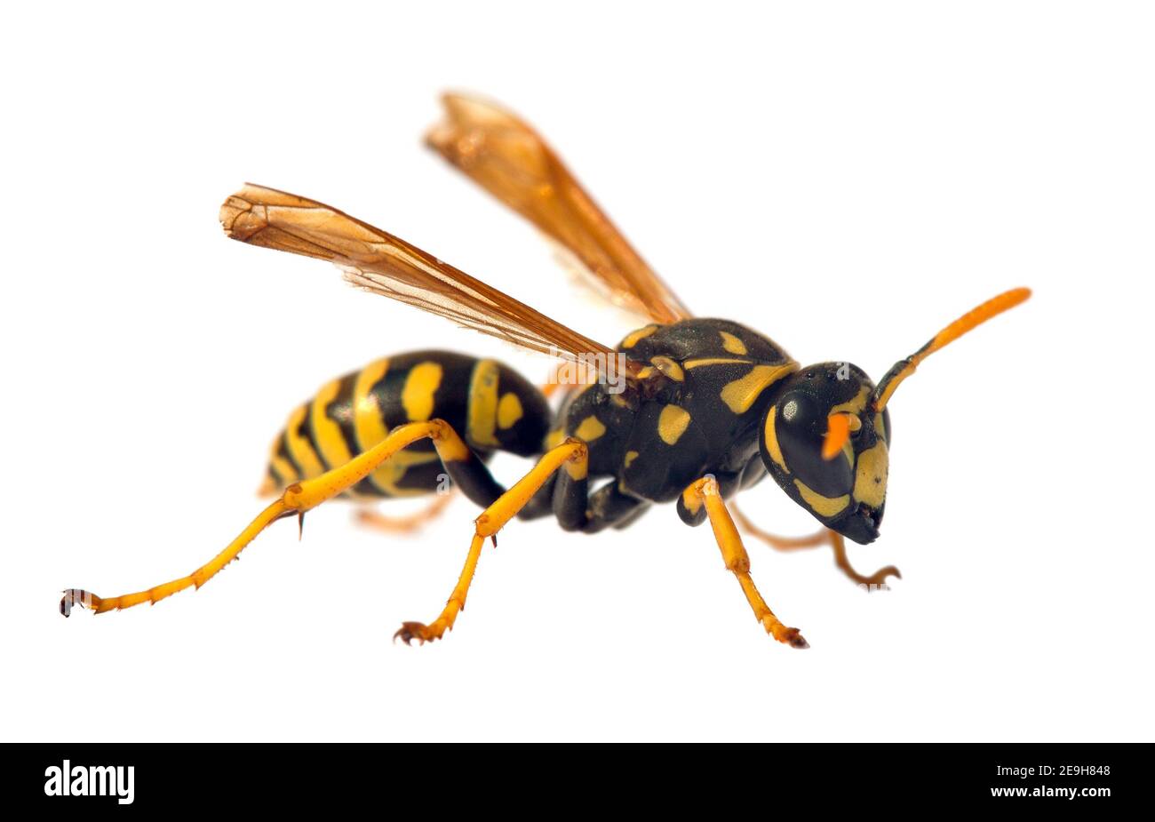 European wasp German wasp or German yellowjacket isolateed on white ...
