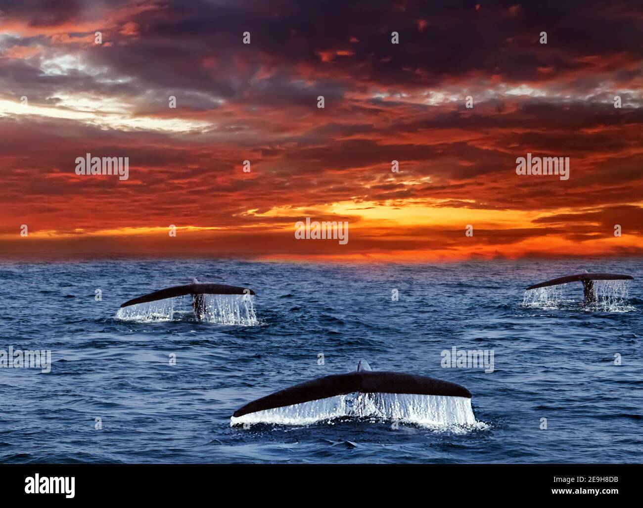 Tails whales ocean water sunset marine life Stock Photo - Alamy