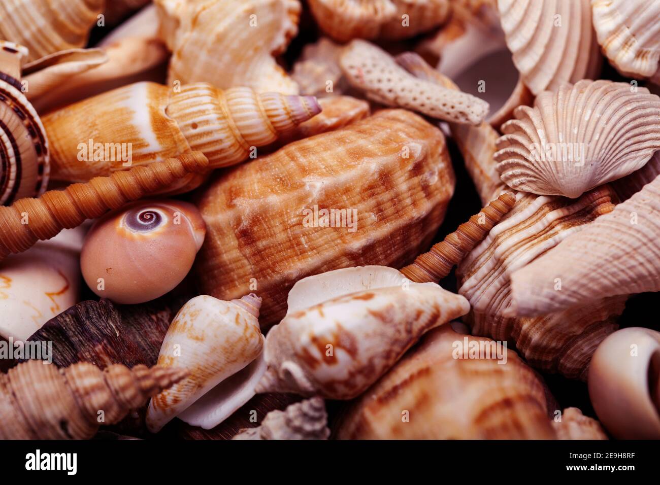 a lot of different empty sea shells on background, macro details Stock ...