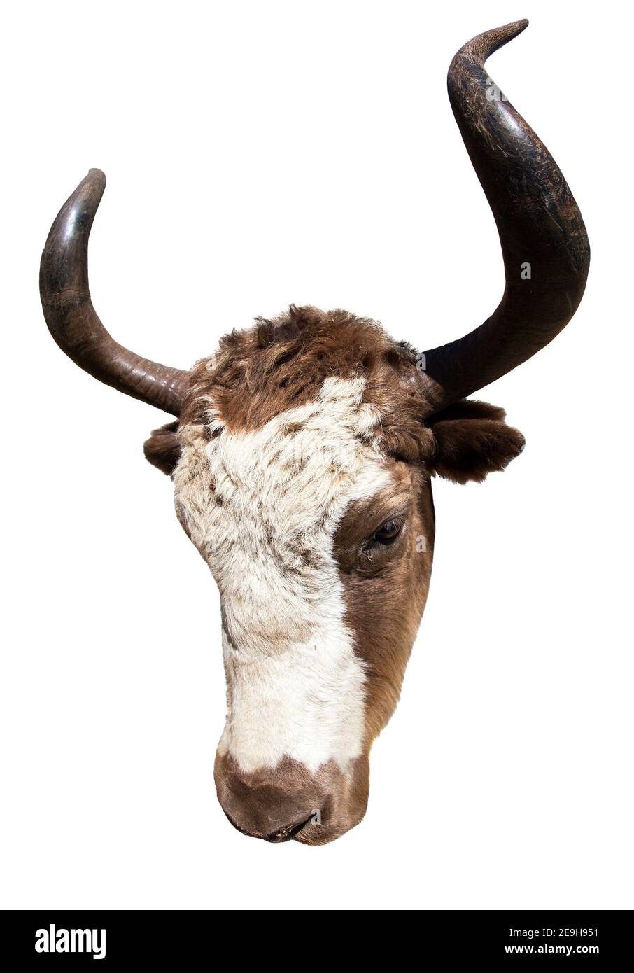 brown and white yak in Latin Bos mutus isolated on white background ...