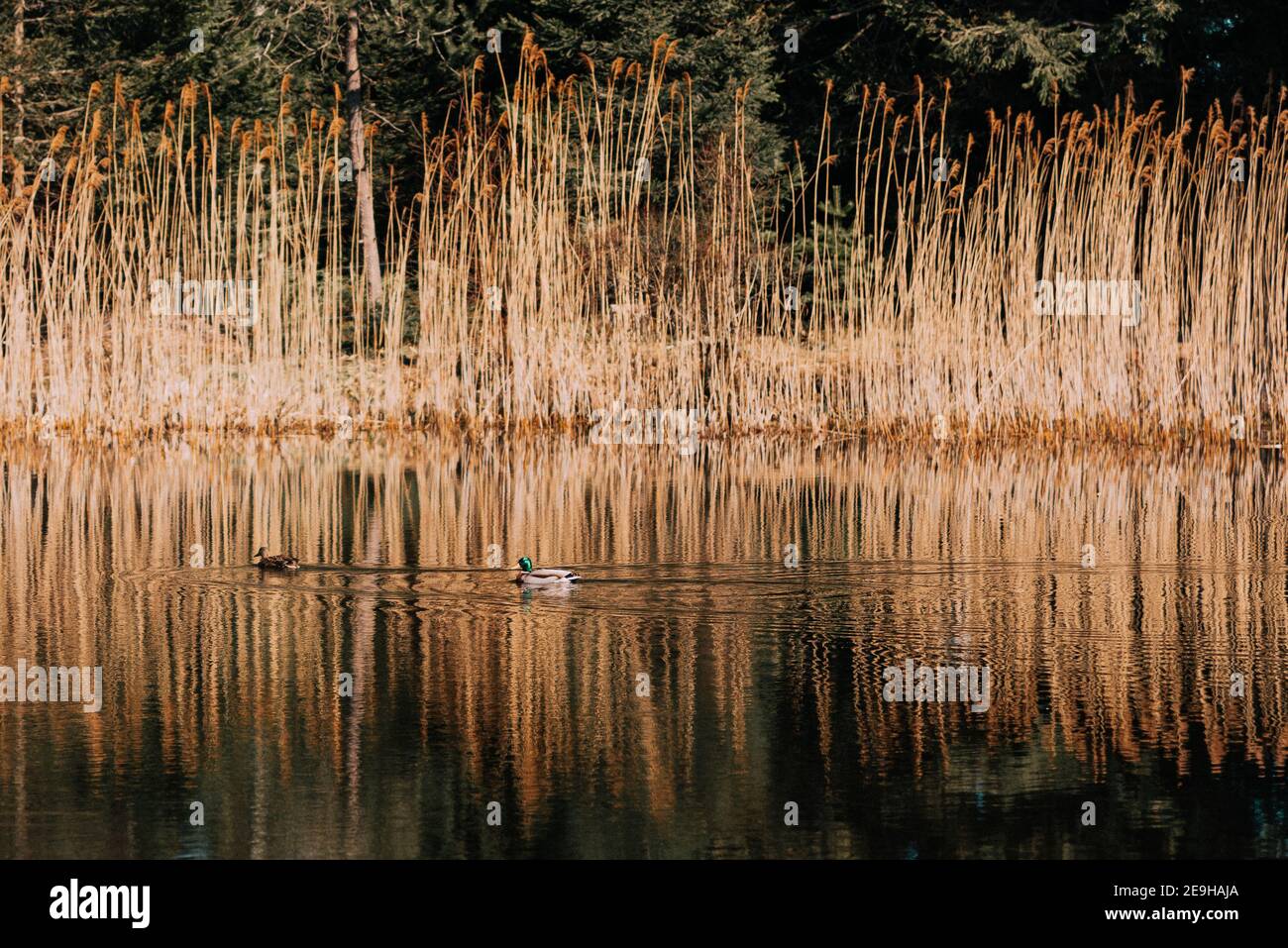 Beautiful shot of a river with ducks and high light brown plants Stock ...