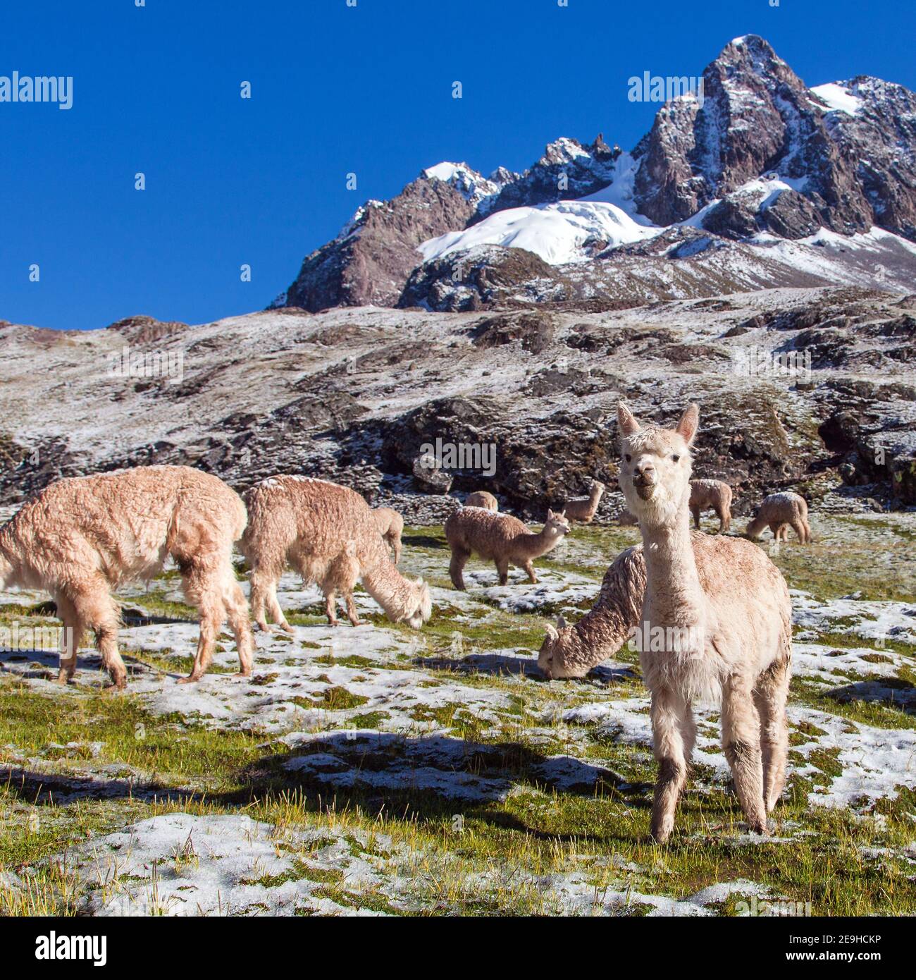 llama or lama, group of lamas on pastureland, Andes mountains, Peru ...