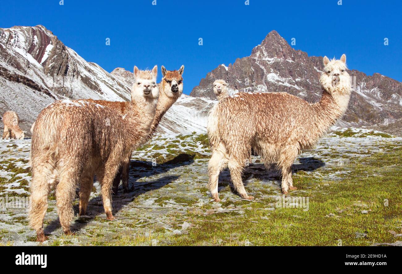 llama or lama, group of lamas on pastureland, Andes mountains, Peru ...