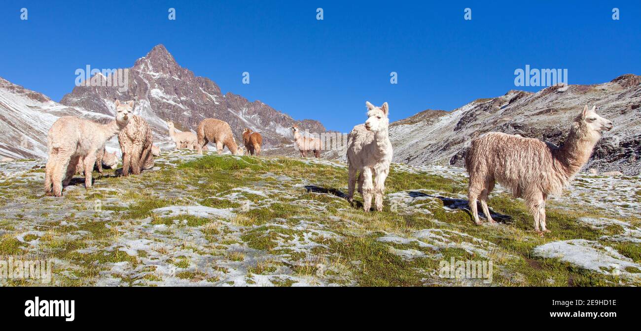 White Lamas High Resolution Stock Photography and Images - Alamy