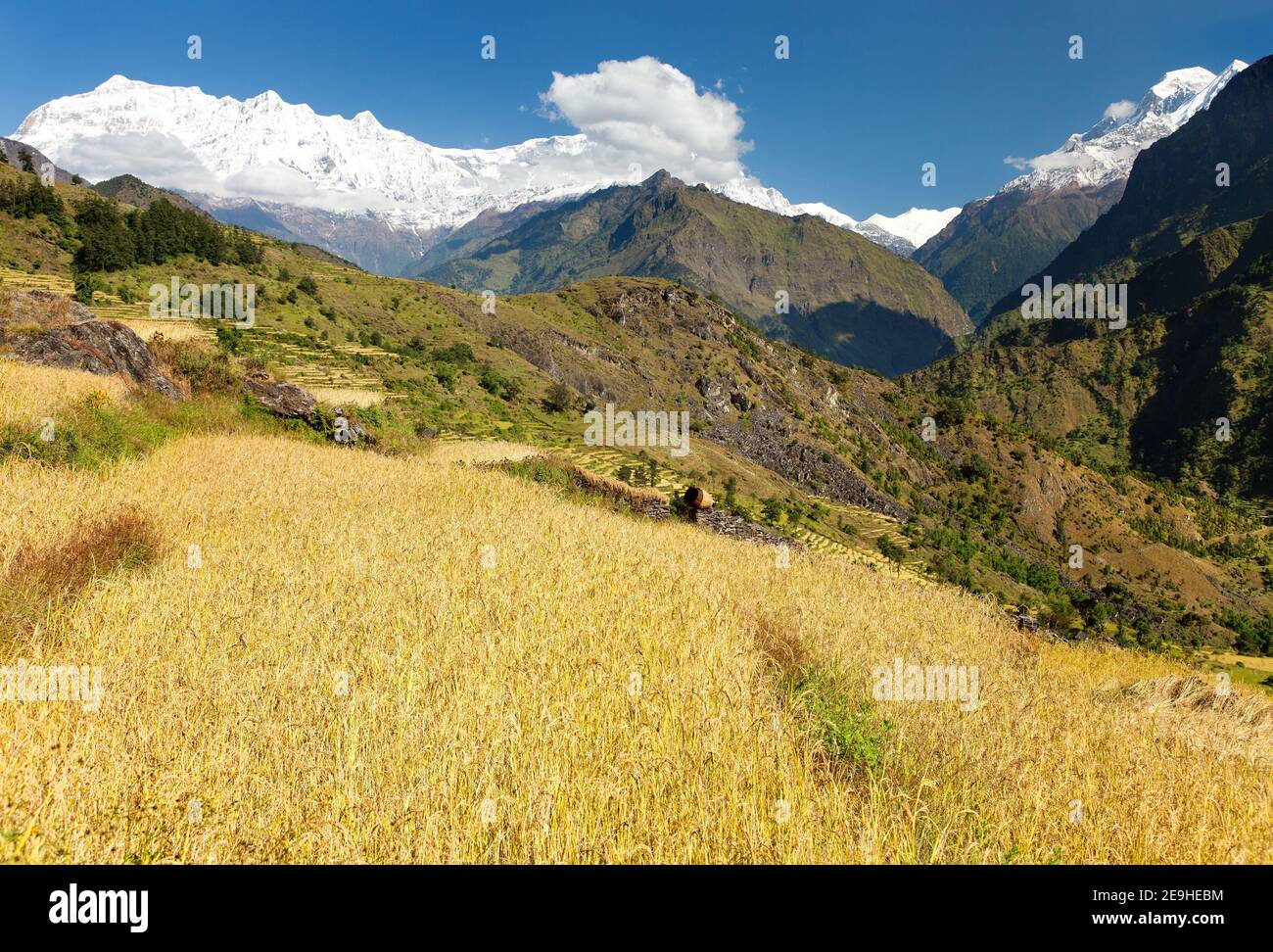 Rice field and snowy Himalayas mountain in Nepal Stock Photo - Alamy