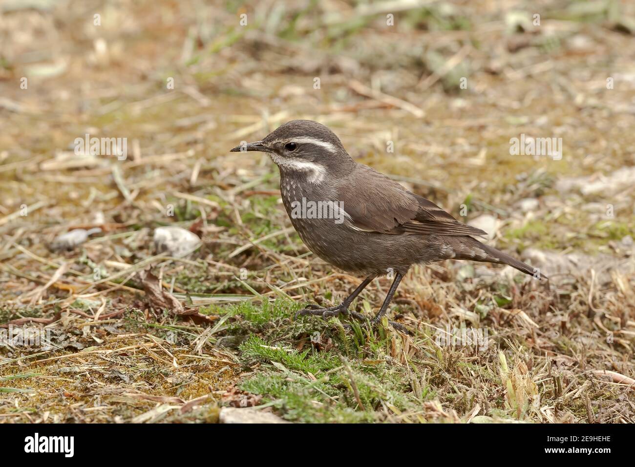 Dark-bellied Cinclodes, Cinclodes patagonicus, single adult feeding on ...