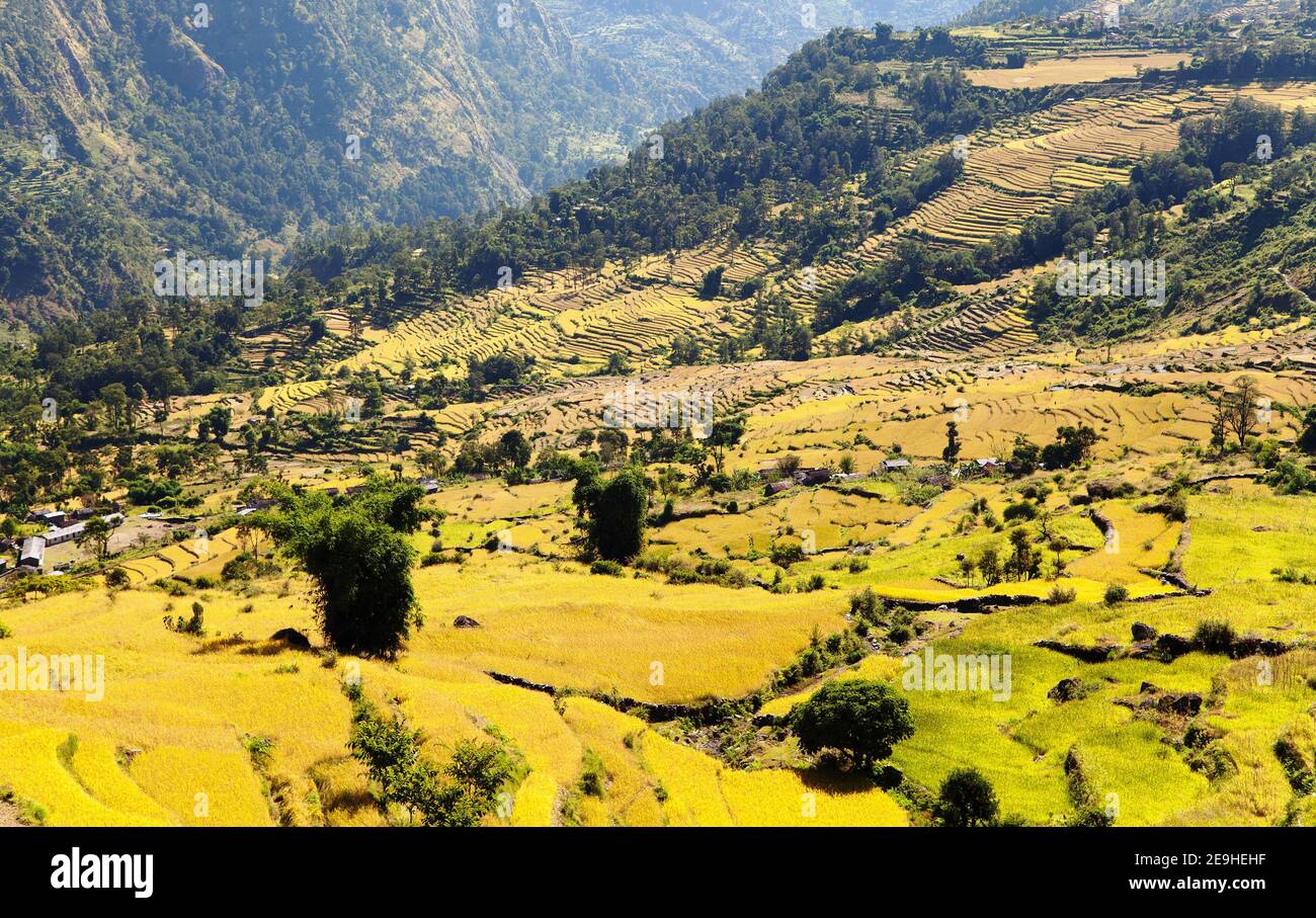 rice fields and village in Nepal Stock Photo - Alamy