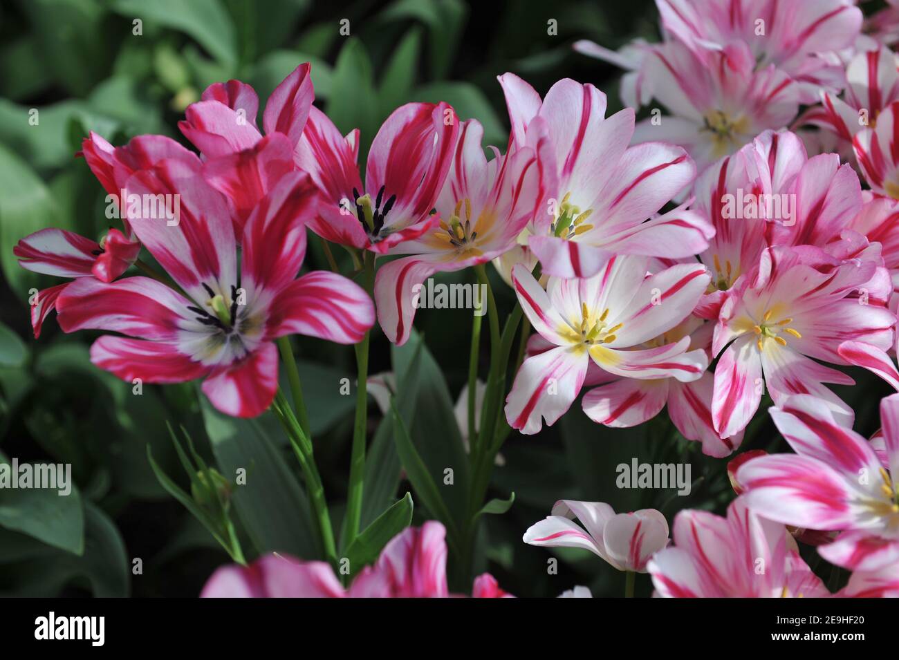 Pink and white multi-flowered Single Late tulips (Tulipa) Flaming Club ...