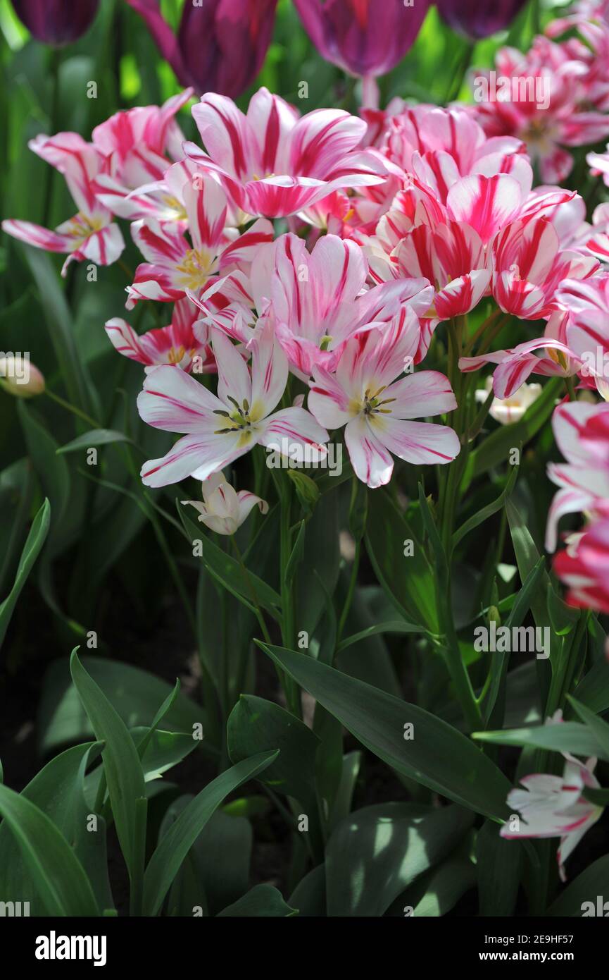 Pink and white multi-flowered Single Late tulips (Tulipa) Flaming Club ...