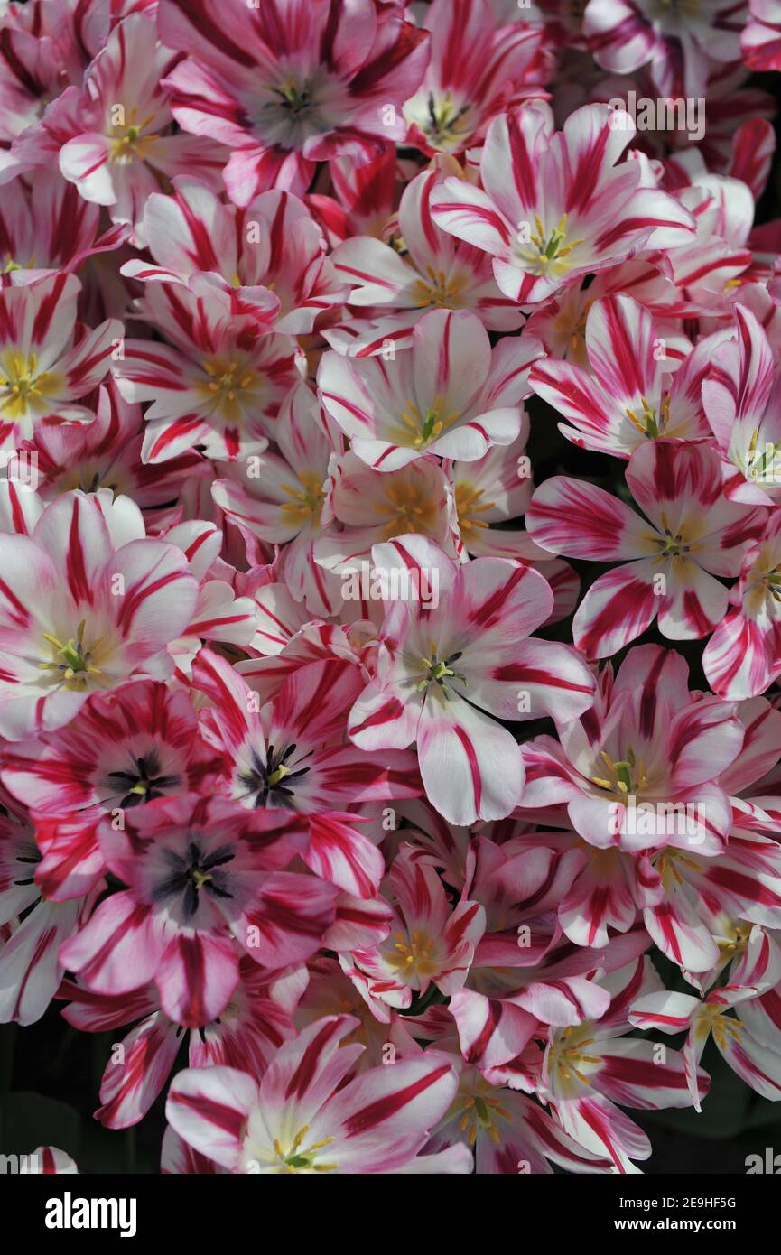 Pink and white multi-flowered Single Late tulips (Tulipa) Flaming Club ...