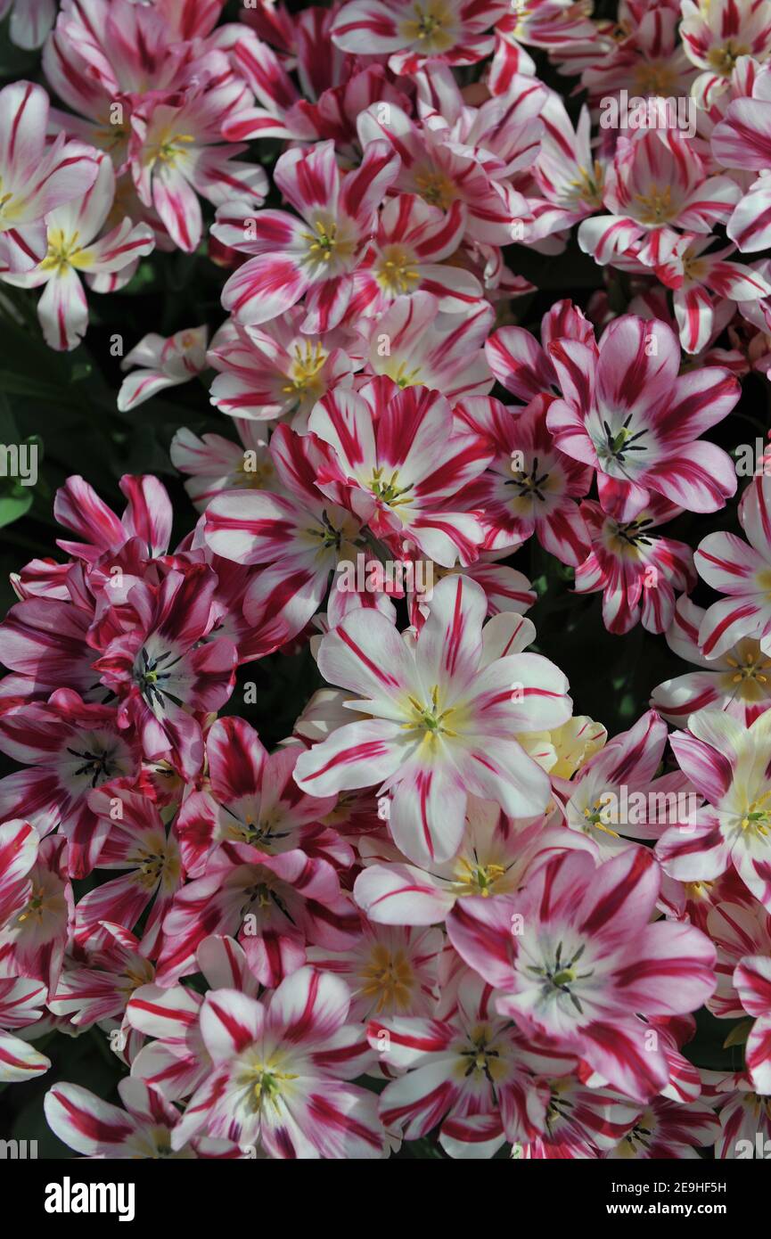 Pink and white multi-flowered Single Late tulips (Tulipa) Flaming Club ...