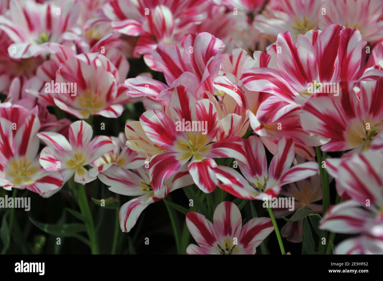 Pink and white multi-flowered Single Late tulips (Tulipa) Flaming Club ...