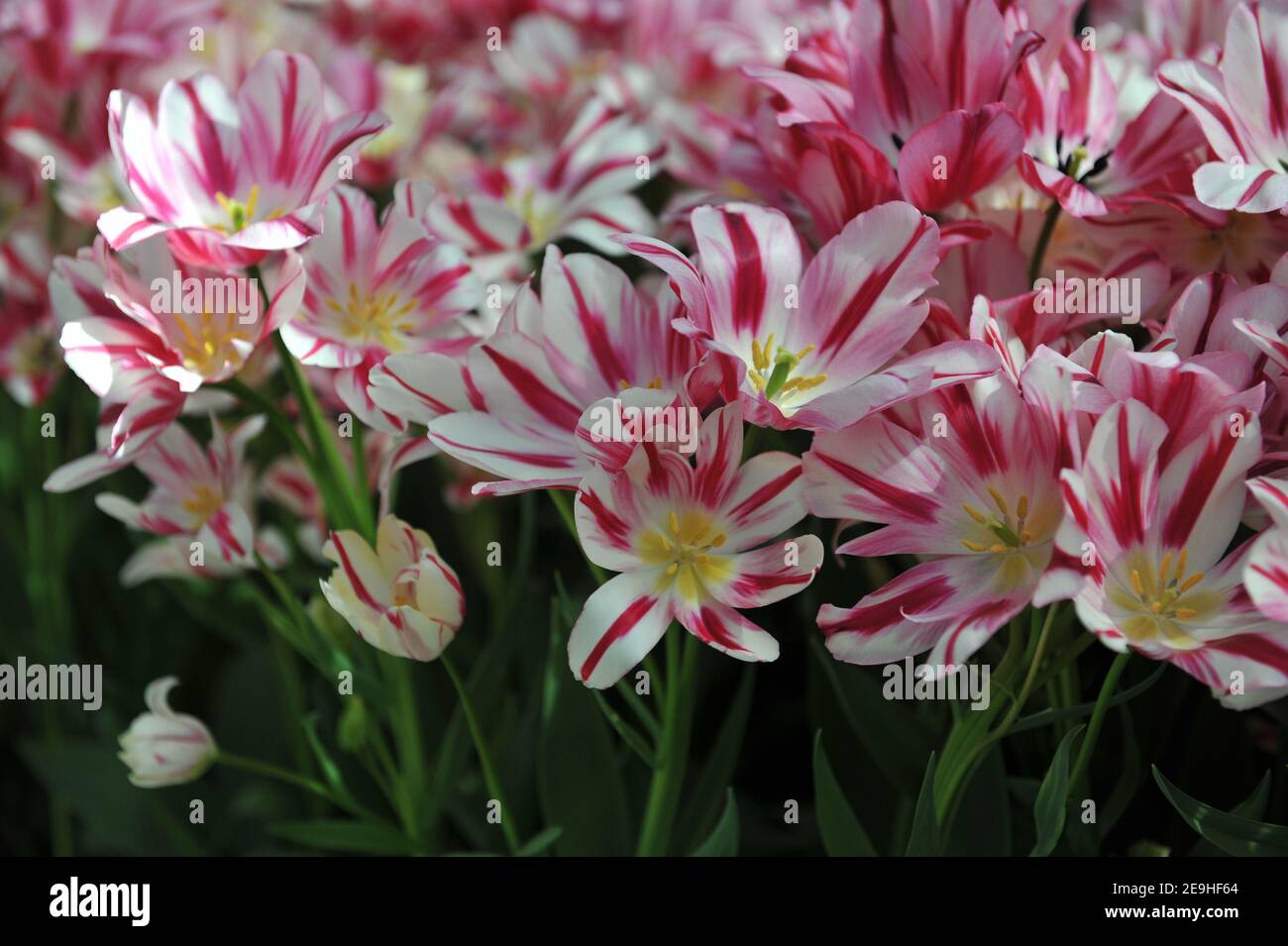 Pink and white multi-flowered Single Late tulips (Tulipa) Flaming Club ...