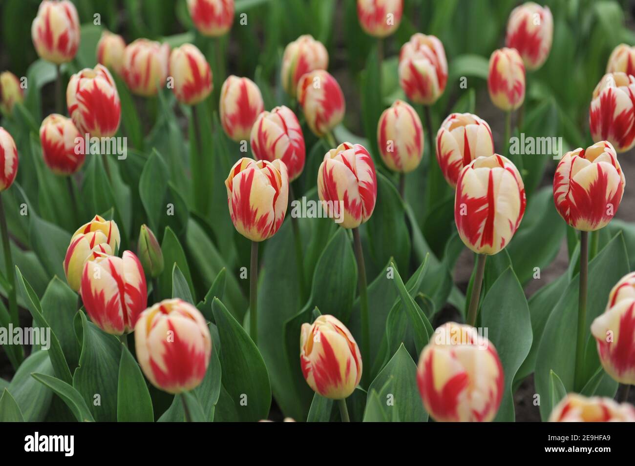Red and white Triumph tulips (Tulipa) Flaming DJ bloom in a garden in ...